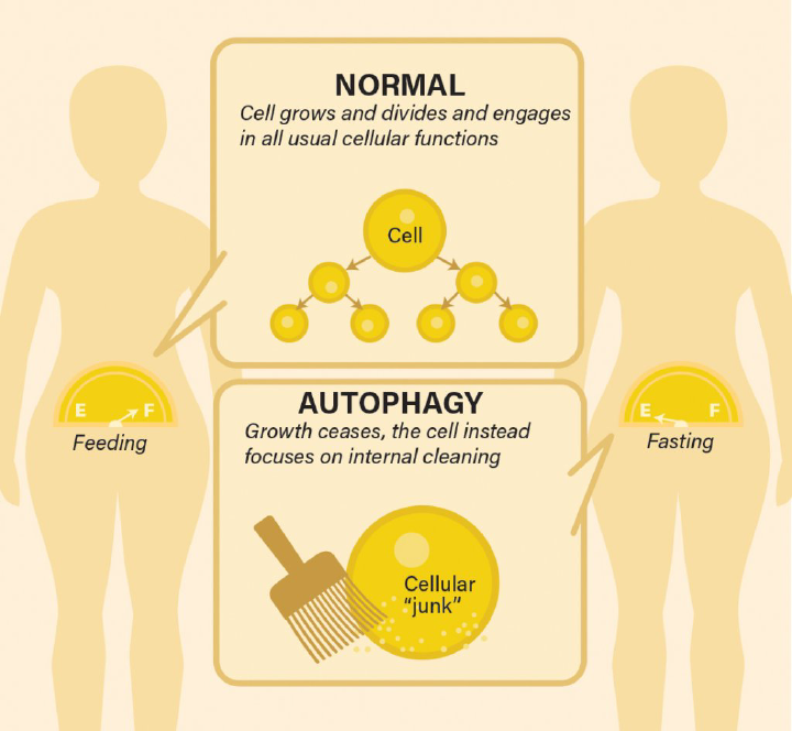 Unveiling Autophagy: How Water Fasting Activates Cellular Renewal and ...